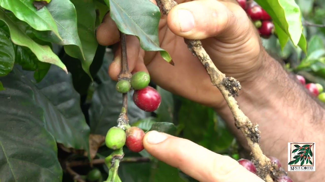 MCA Video 1 - Picking