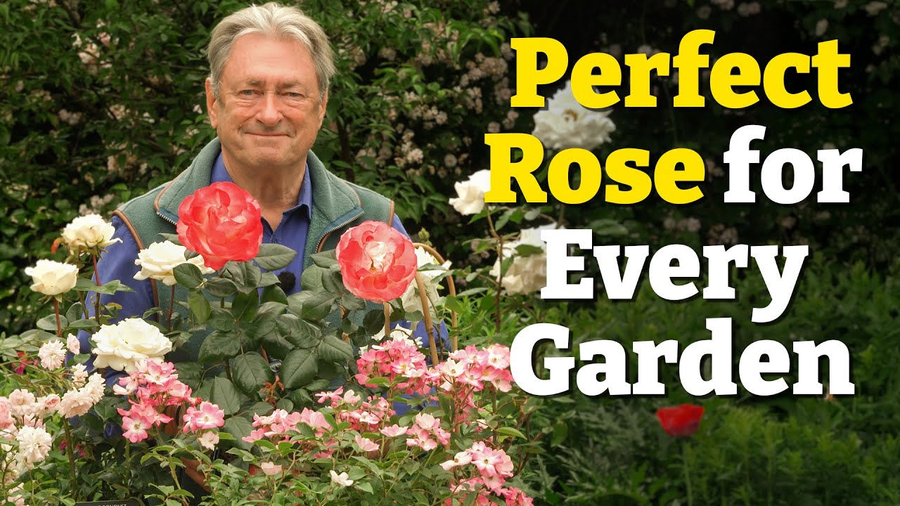 How to Choose the Perfect Rose for Your Garden | My Top 7 Tried-and-Tested Varieties