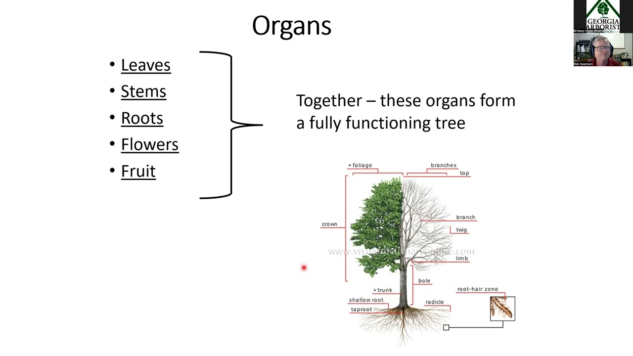 ISA Certified Arborist® Virtual Exam Prep Course (Fall 2023): Ch1 Biology/Ch9 Part 1 Support