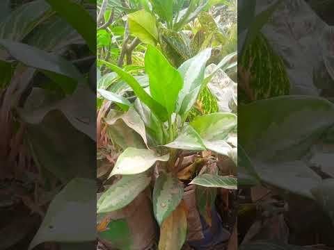Call Ghana Estate Management Company Now For Garden And Property Management Services.