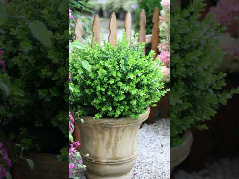 🌿✨Sprinter® Boxwood (Buxus)