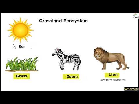 Ecosystem and its Types, General Science Lecture | Sabaq.pk