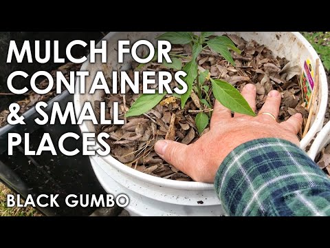 Mulch for Containers and Small Spaces || Black Gumbo