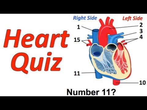 Circulatory System Musical Quiz (Heart Quiz)
