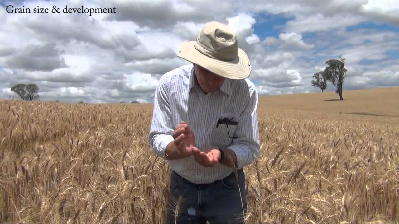 How to estimate wheat yields