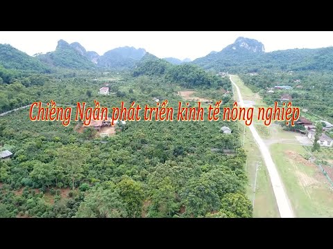 PS CHIỀNG NGẦN PHÁT TRIỂN KINH TẾ NÔNG NGHIỆP