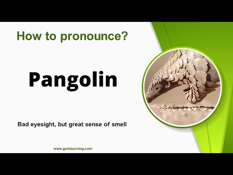 How to pronounce Pangolin in English correctly