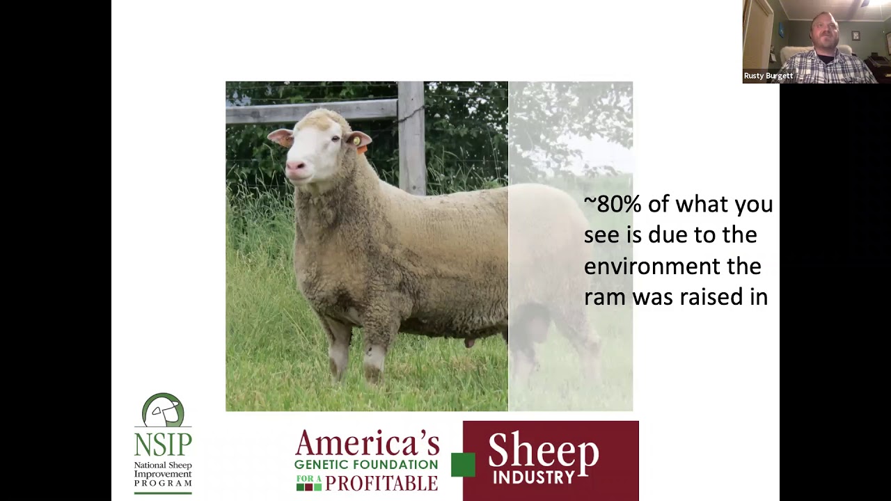 A New Age in Sheep Breeding