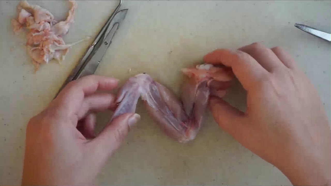 Chicken Wing Dissection for Skeletal & Muscular Systems