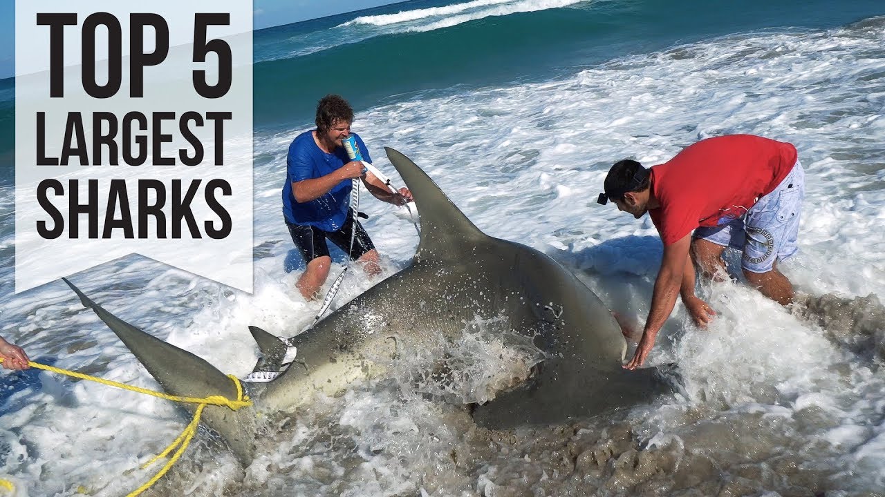 Top 5 Largest Sharks Caught