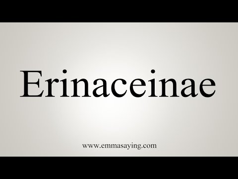 How To Say Erinaceinae
