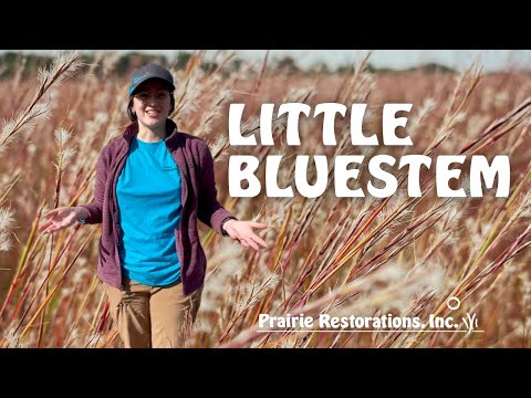Little Bluestem (Schizachyrium scoparium) Native Plant Profile