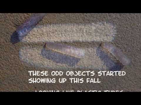 What Are These Kooky Creatures on Oregon Coast? (Weird Beaches Science, Pyrosomes)
