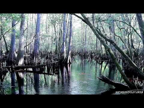 Swamp scenery