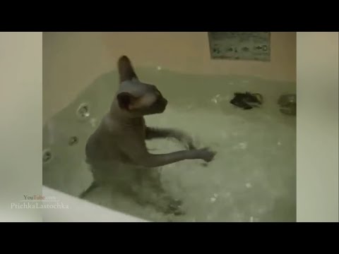 TOP FUNNY CATS - Who love water