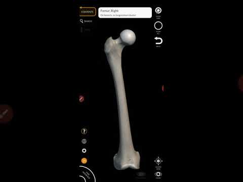 Femur