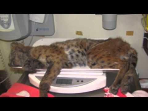 Wildlife is dying from rat poison in their prey