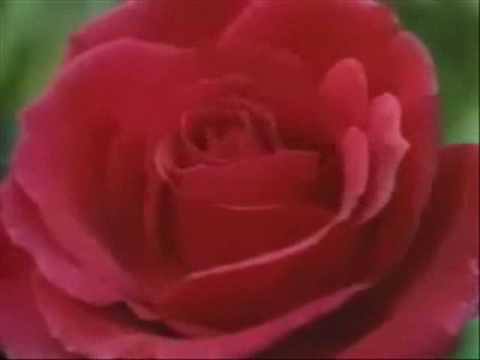 Kyrie Eleison -- ORIGEN