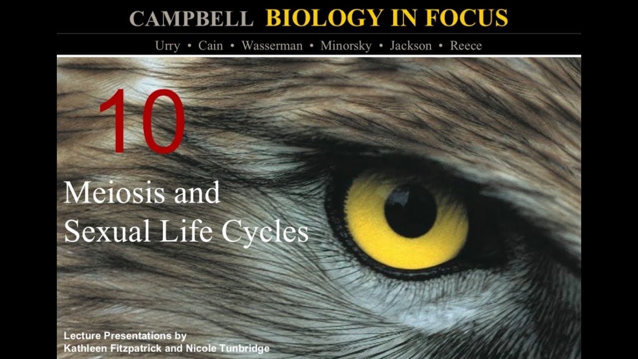Biology in Focus Chapter 10: Meiosis and Sexual Life Cycles