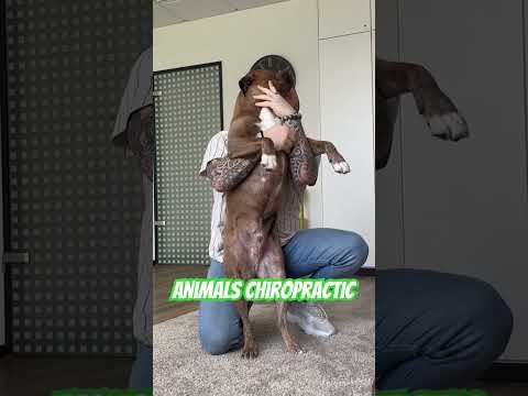 Animals Chiropractic πππ#foryou #animals #asmr #chiropractic #dogs #kΓΆln #germany #dogshorts