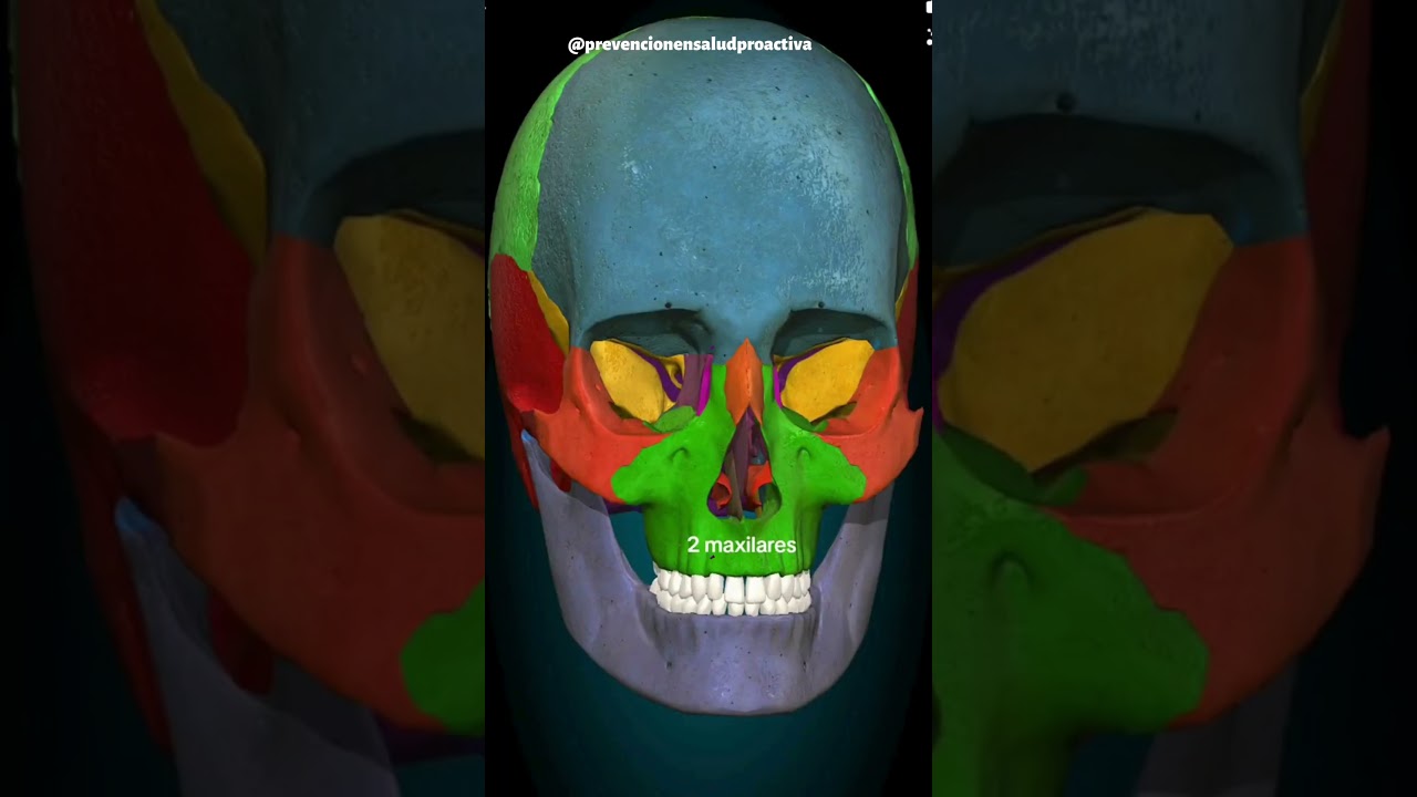 🦴El Cuerpo Humano y sus 206 HUESOS👩‍⚕️