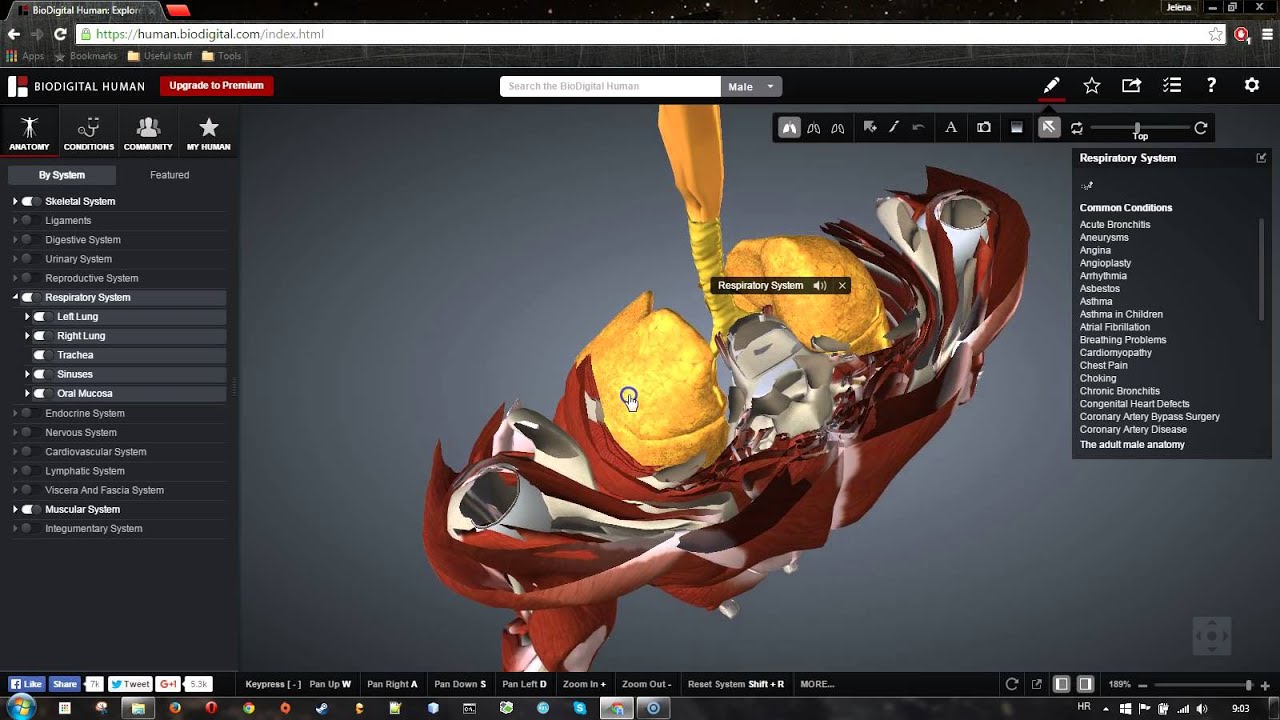 BioDigital Human Tutorial - part 2