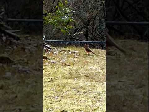 Female Cardinal & Male (briefly) observing & getting ready 4 a great 🌎 day. Harpeth River,TN USA. 🎶