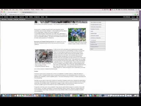 image audit