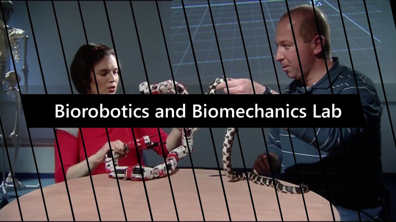 Snake Robots Technion Biorobotics Biomechanics Lab - Alon Wolf