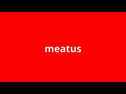 what is the meaning of meatus