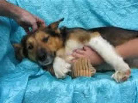 Video of adoptable pet named Brandon Bundy