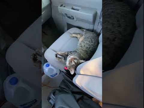 My motorhome co-pilot #cat #rv