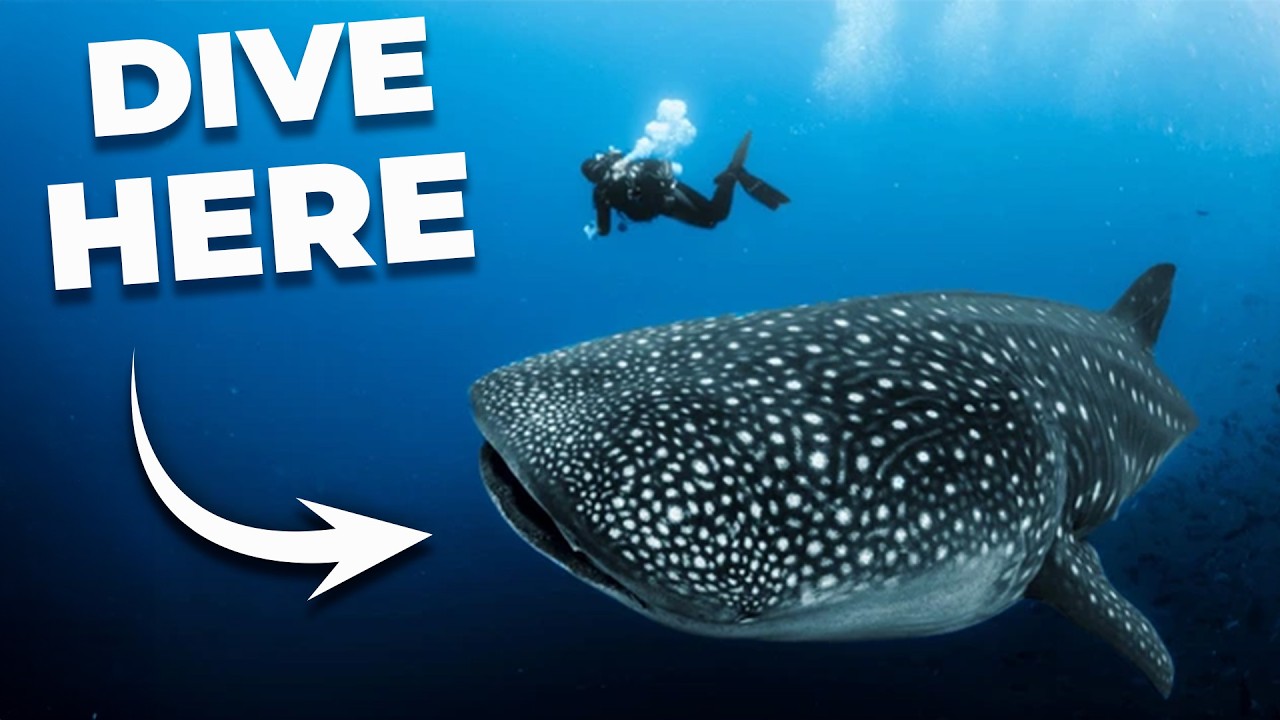The ULTIMATE Guide to Scuba Diving in THAILAND!