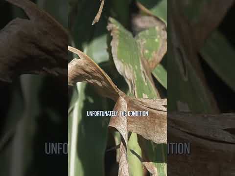 What causes brown leaves out in corn fields?🌽