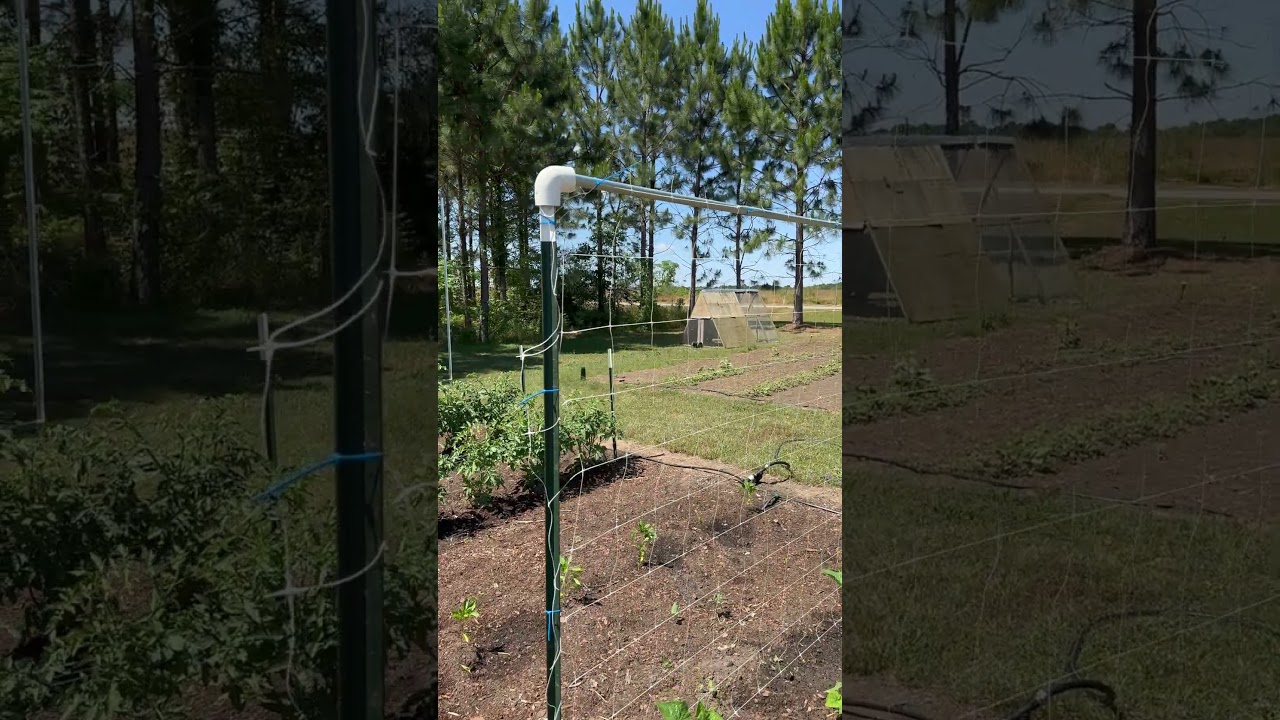 My Favorite Easy, Strong Cucumber Trellis!