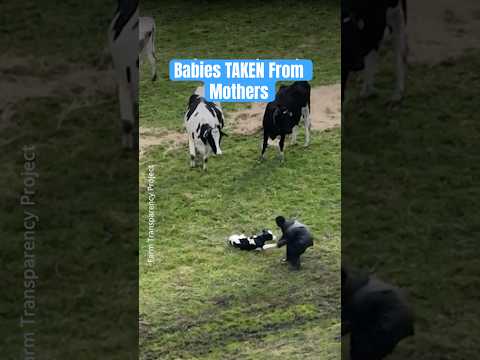 What Dairy Does to Mothers & Babies