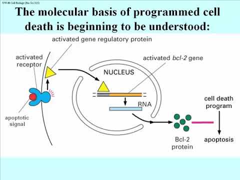 346 Apoptosis (Programmed Cell Death) vs. Necrosis