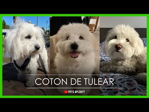 Coton de Tulear: The Dog You Need to Know