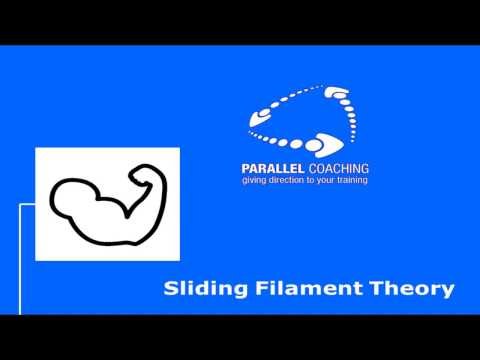 What is the Sliding Filament Theory?