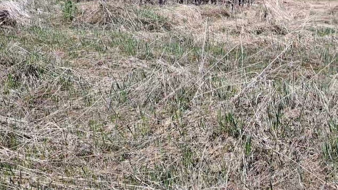 Bandwing Grasshopper