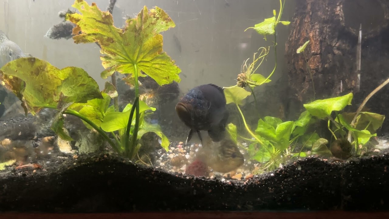 Warmouth spawning in the tank 