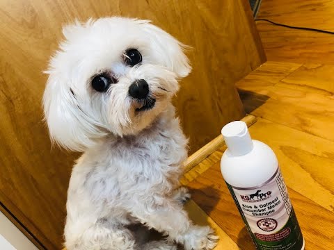 K9 Pro Dog Shampoo Review