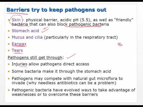 Chapter 15 Video Innate and Adaptive Immunity