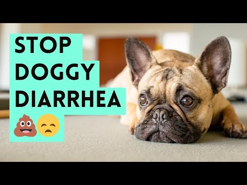How to Stop Diarrhea in Dogs FAST | Dog Digestive Problem Remedies