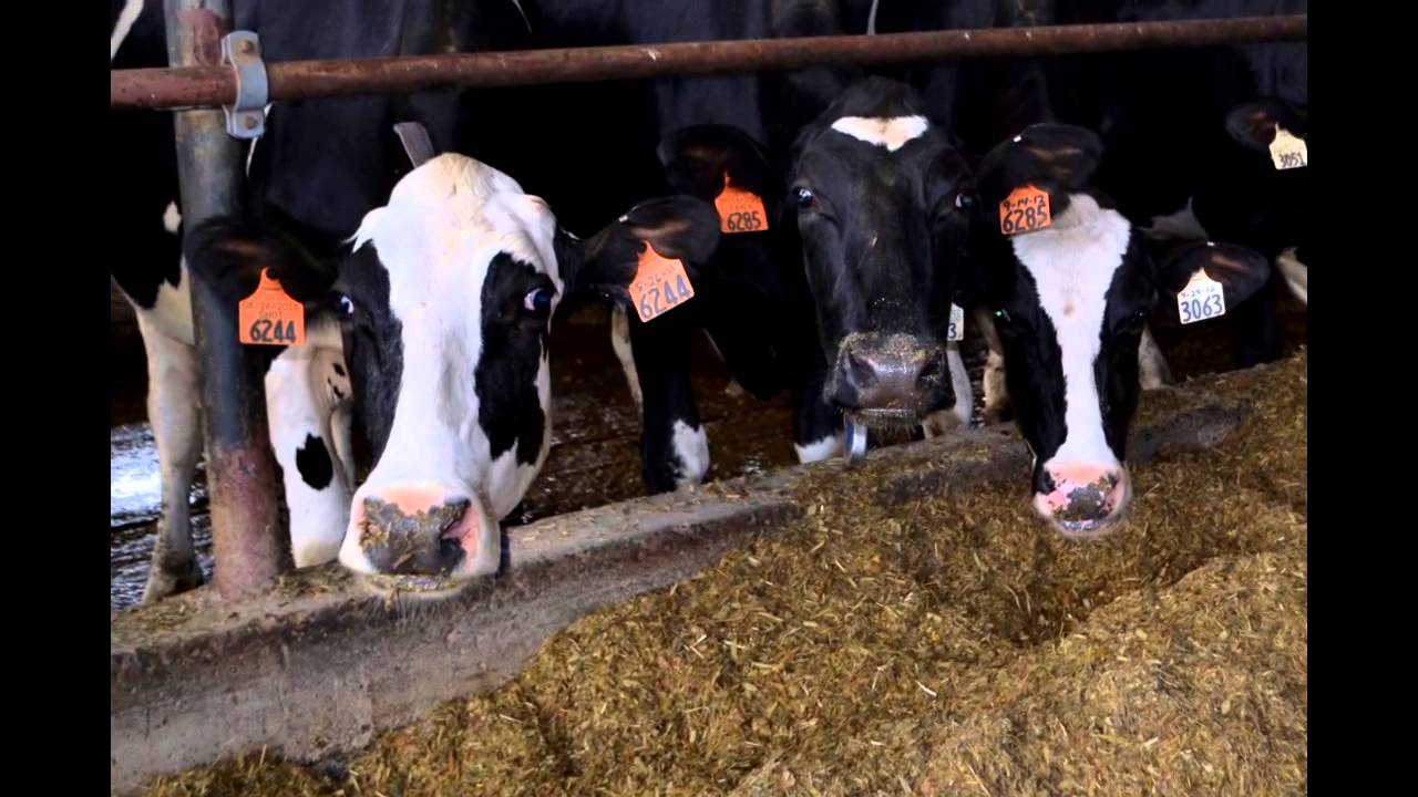 2015 Distinguished Young Holstein Breeder