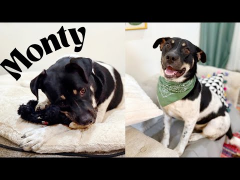 Dog for adoption - Monty Moo Cow, an Australian Cattle Dog / Blue ...