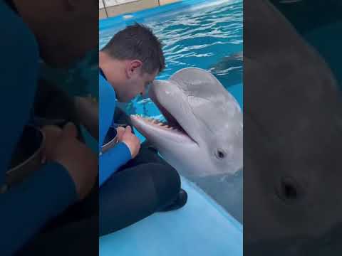 fish | fish video | dolphin fish | machhali | dolphin video | machi | मछली ???????? #dolphin #fish #shorts