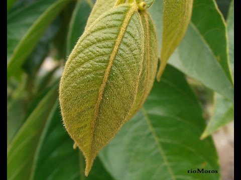 Guamo o rabo de mico: Inga codonantha | Plantas