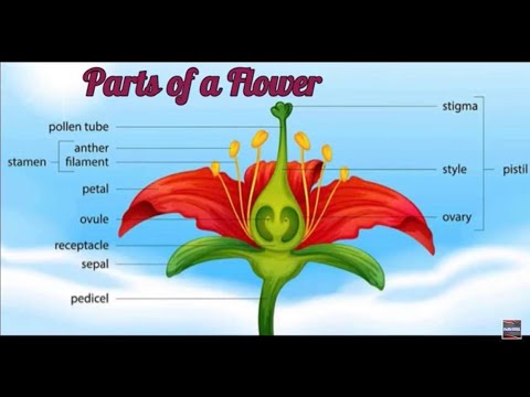 Parts of a Flower and their Functions