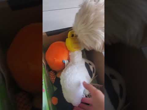 They know what this is! #barkbox #dogtoys #halloween #dog